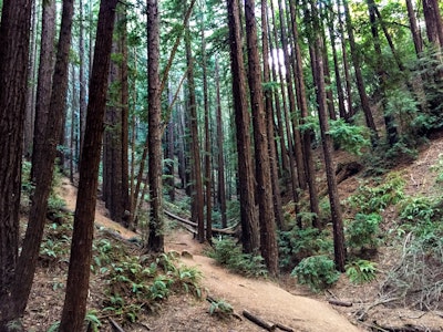 Hike the Redwood Regional Park Loop, Skyline Gate Staging Area