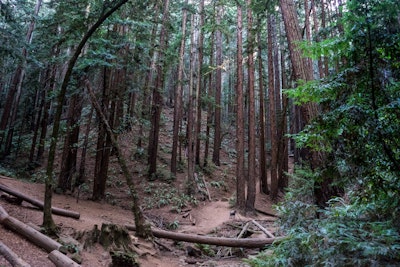 Hike the Redwood Regional Park Loop, Skyline Gate Staging Area
