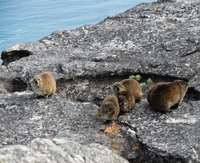 Hike up Table Mountain, Cape Town, Platteklip Gorge Trailhead