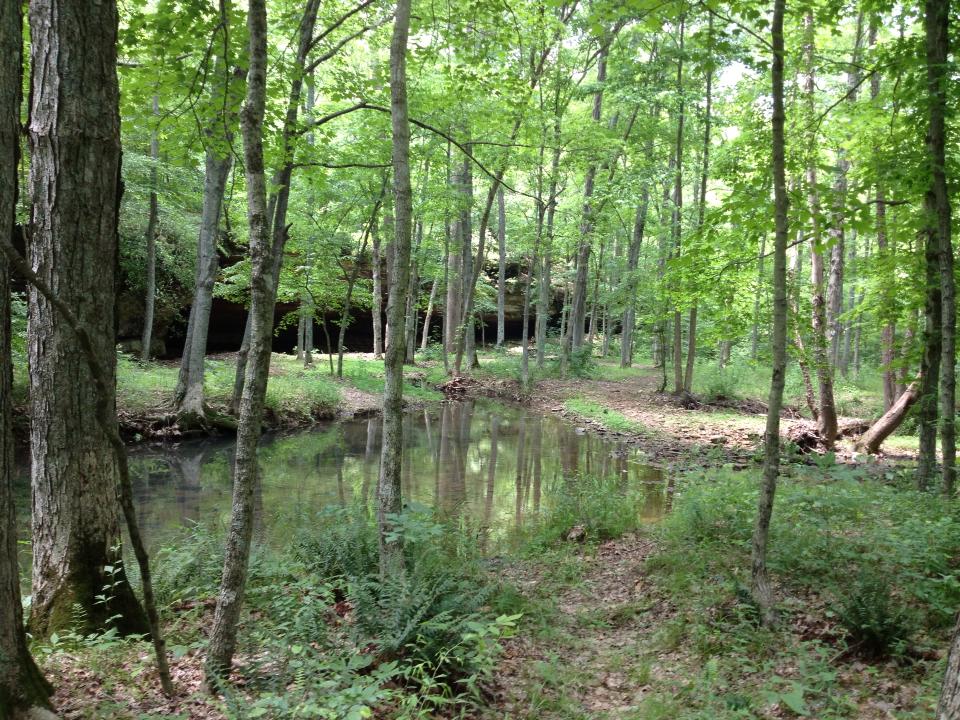 Photo of Panther's Den Wilderness Area
