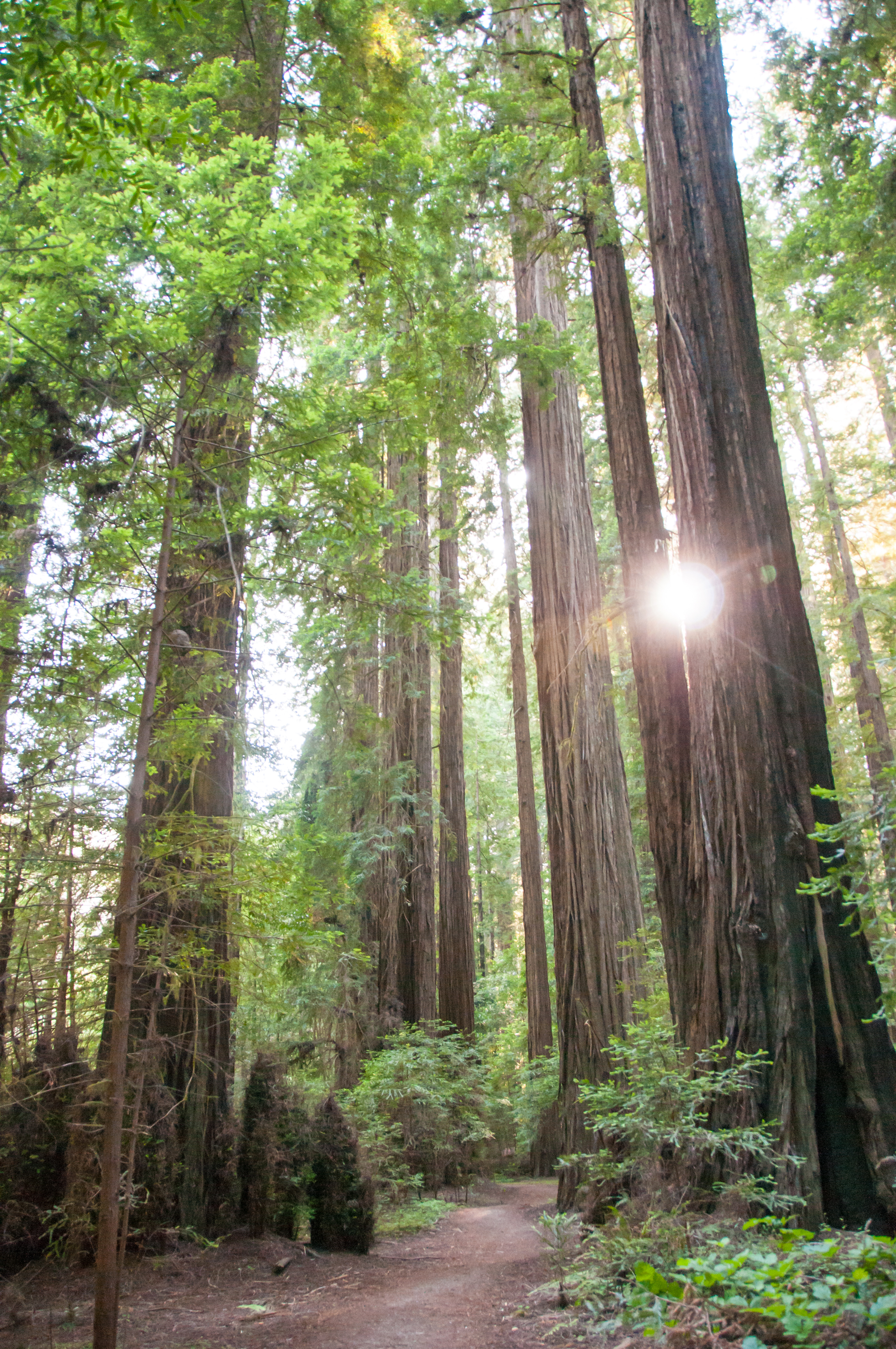 Hike the Rockefeller Forest Loop, Humboldt County, California