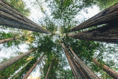 Hike to Tall Trees Grove, Redwood NP, Tall Trees Grove Trailhead