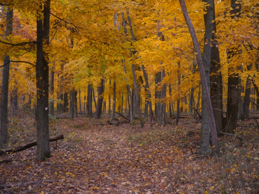 Hike the Millennium Trail, Bernheim Arboretum and Research Forest ...