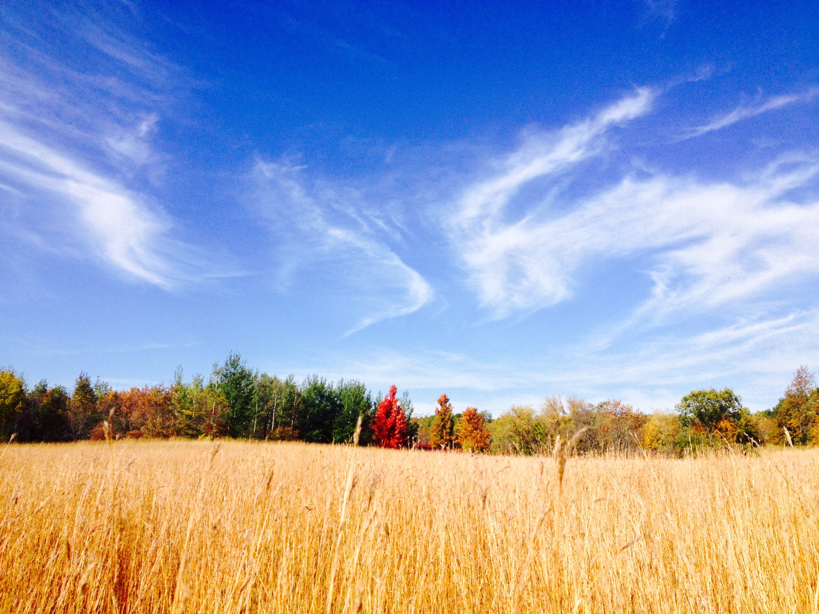 Walk the Prairie Loop at Richardson Nature Center, Bloomington, Minnesota