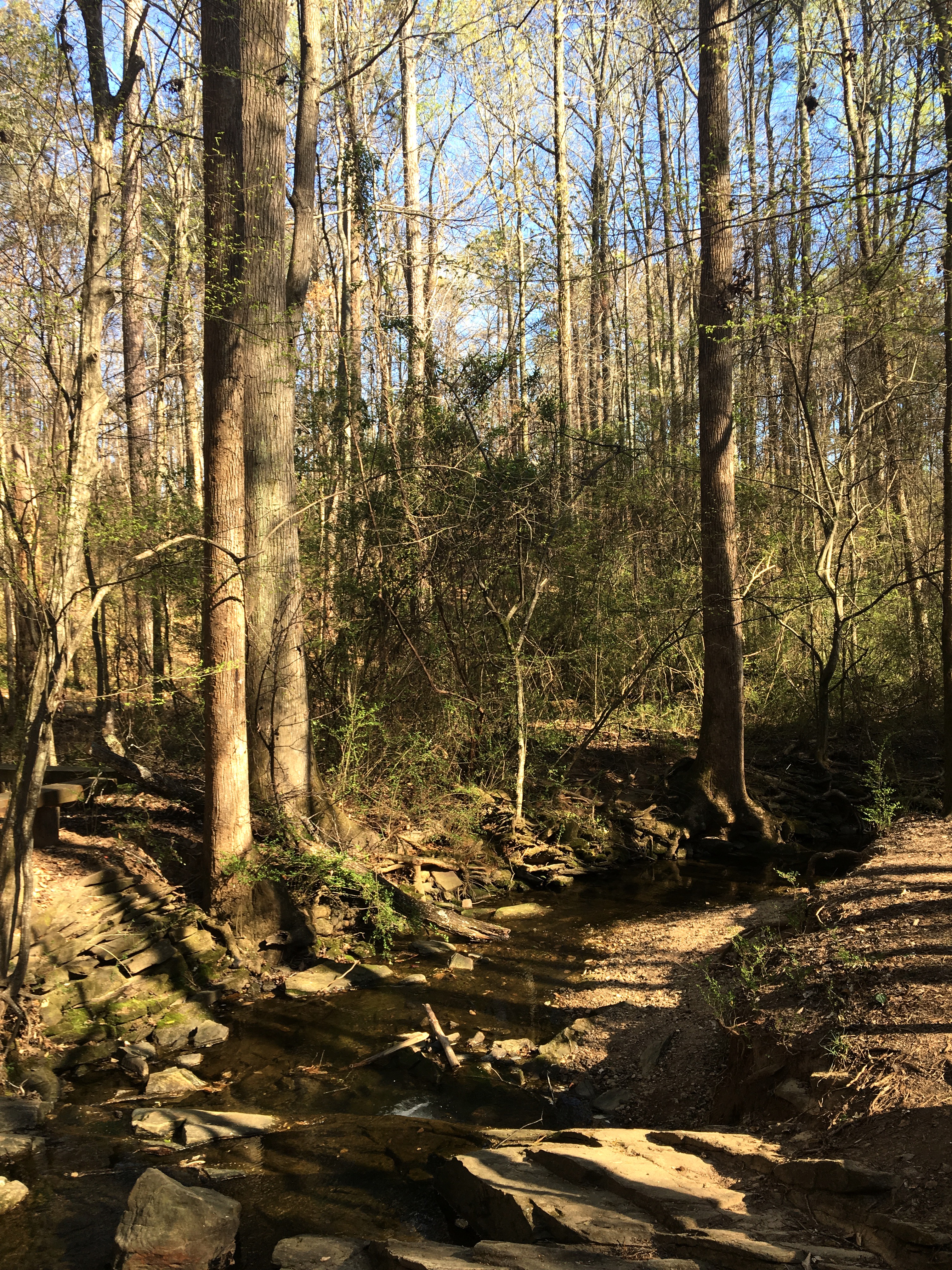 Hike through Big Trees Forest Preserve , Sandy Springs, Georgia