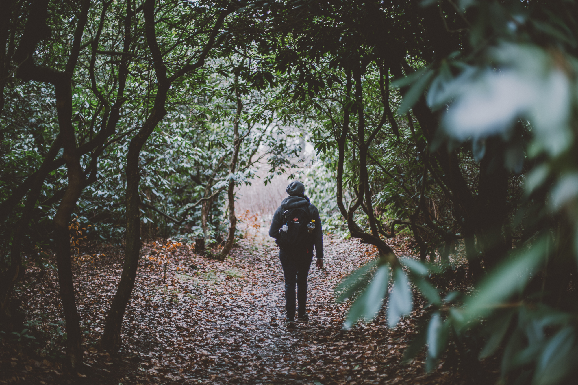 Photos: Photograph Rakotzbrücke , Gablenz, Germany