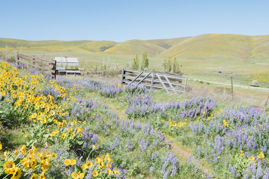 Hike through Dalles Mountain Ranch, Centerville, Washington