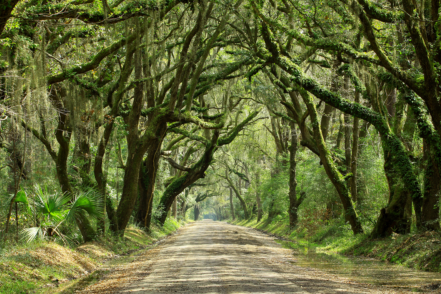 Explore Botany Bay, Edisto Island, South Carolina