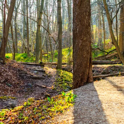 Hike the Seven Bridges Trail in Grant Park, Seven Bridges Trail