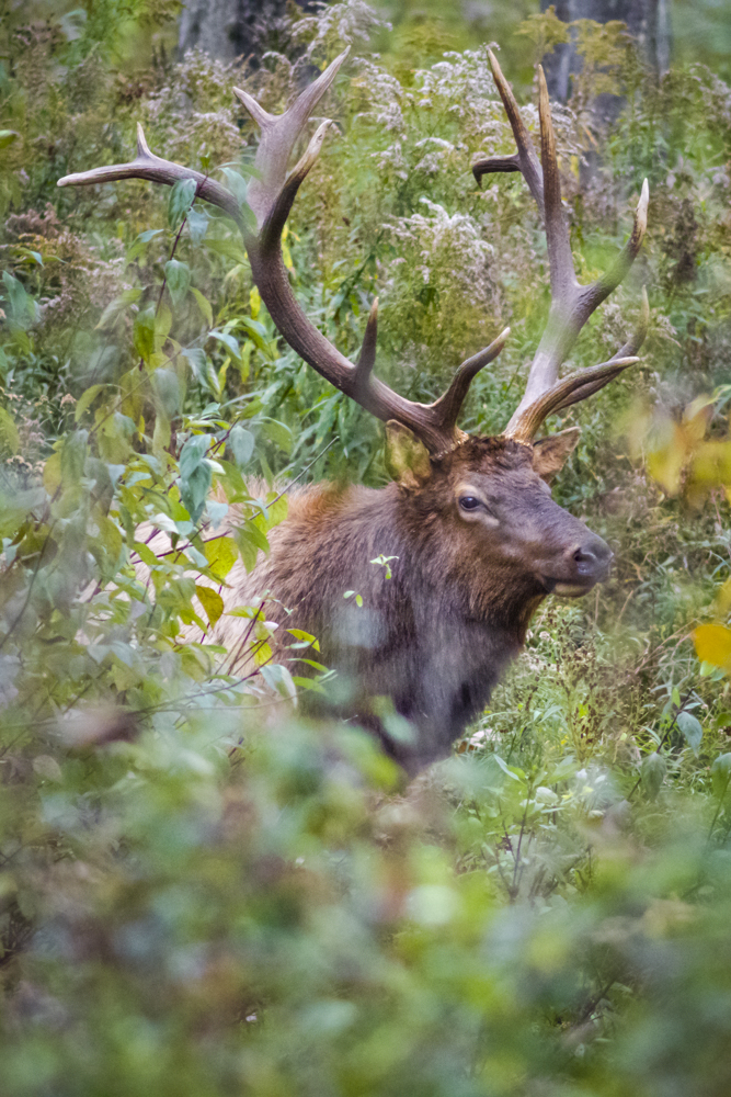 Photograph Elk at the Elk Country Visitor Center, Benezette, Pennsylvania