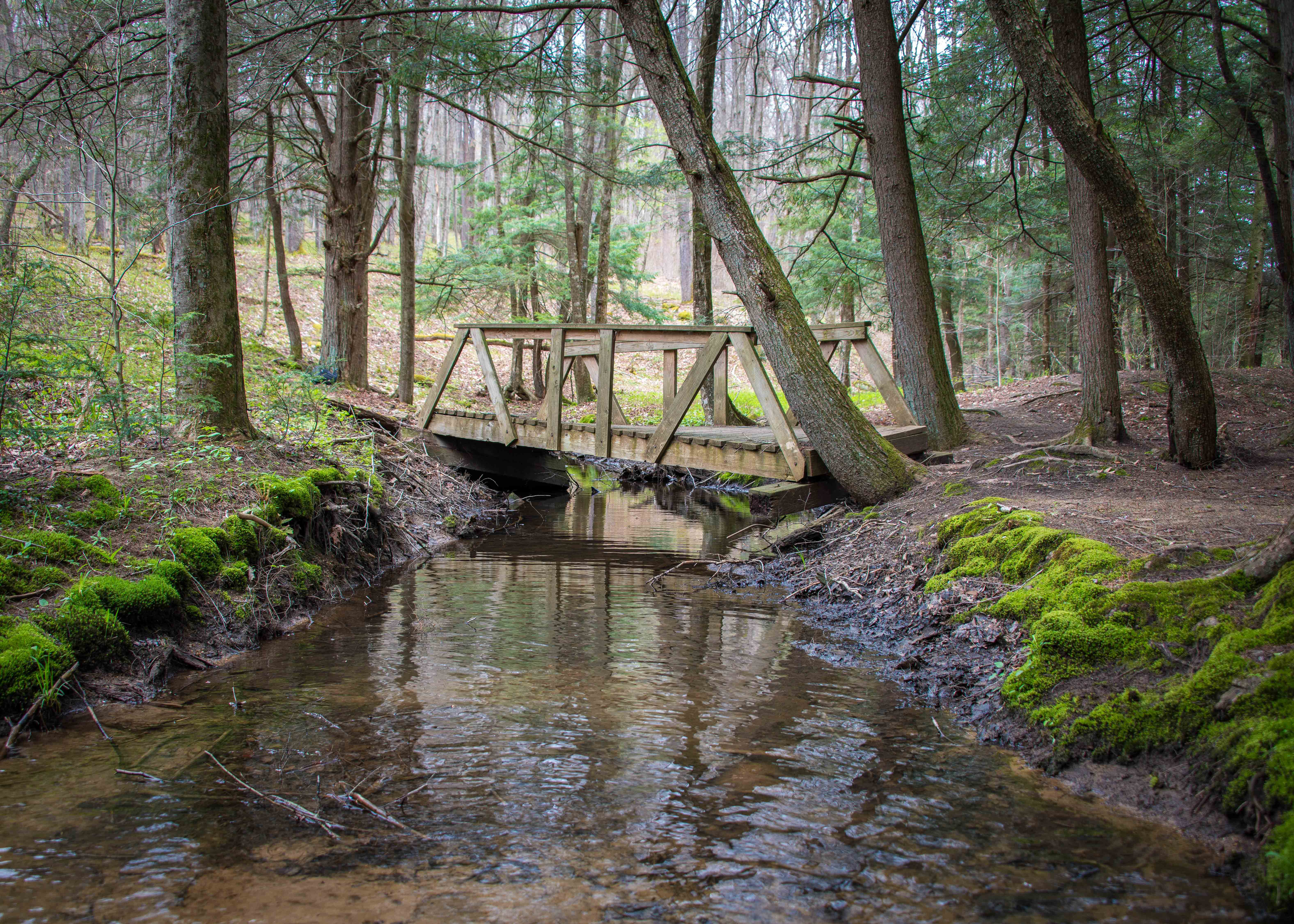Hike the Minister Creek Trail, Sheffield, Pennsylvania