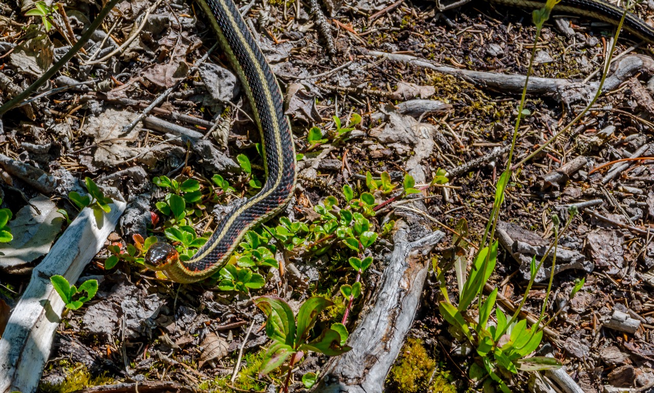 Photo of Fort George Canyon Trail