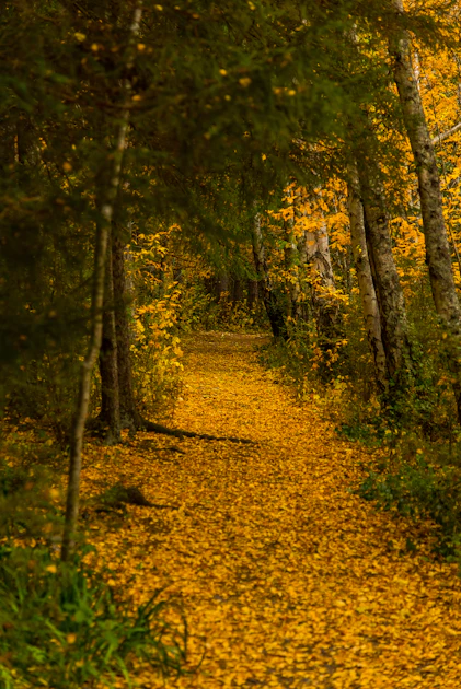 Hike the Forest Journey, Forest Journey