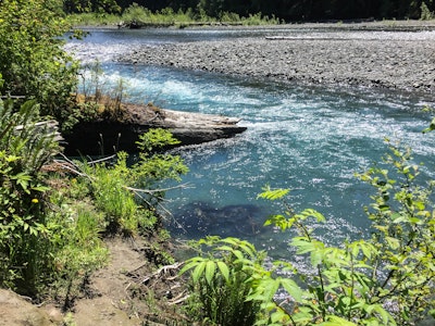 Hike the Hoh River Trail to Five Mile Island, Hoh Rainforest Visitor Center
