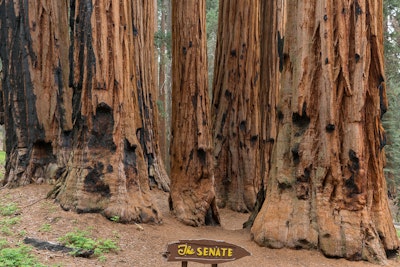 Hike the Congress Trail, General Sherman Trailhead