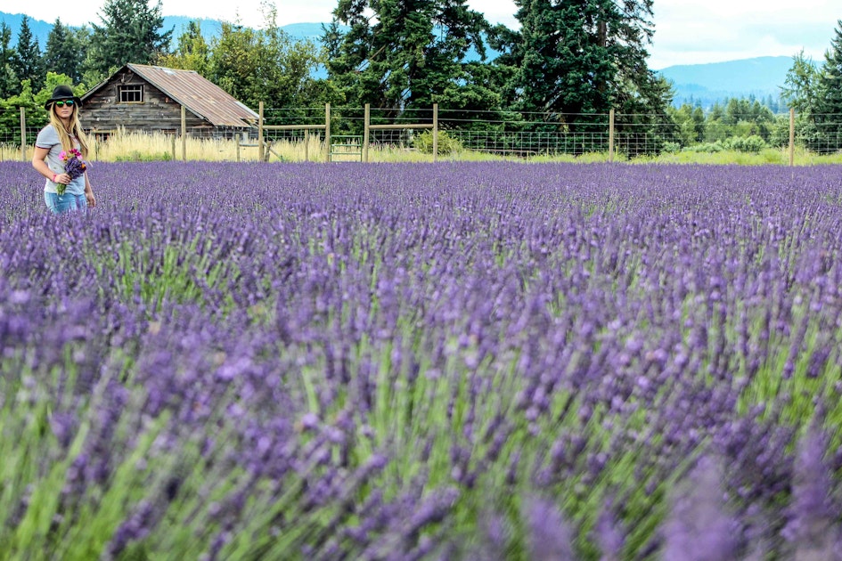 Explore Lavender Valley, Lavender Valley