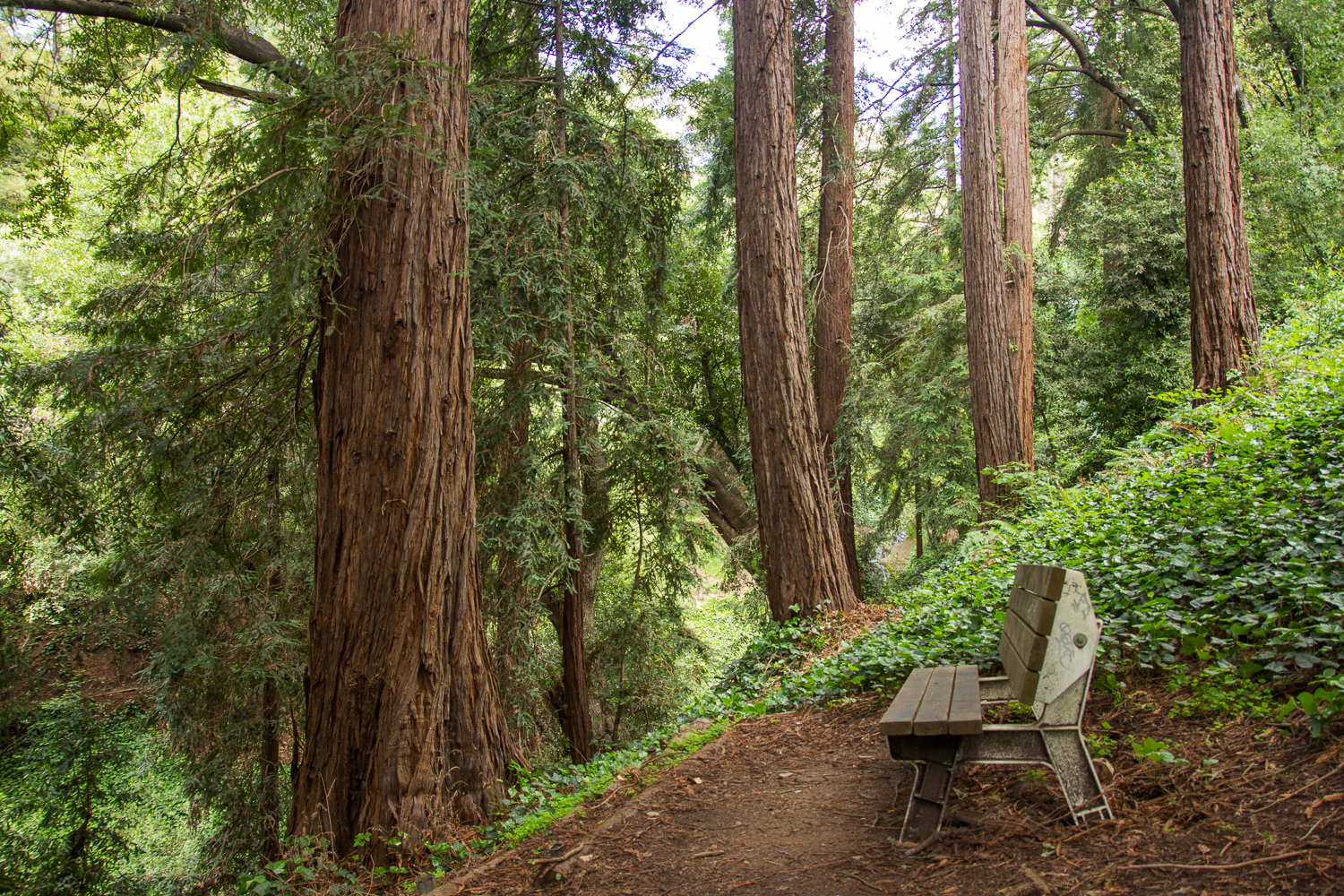 Hidden Waterfall in Codornices Park, Berkeley, California