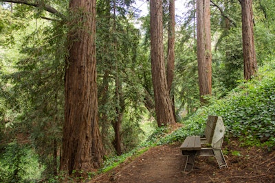 Explore Berkeley's Hidden Waterfall in Codornices Park, Berkeley Rose ...