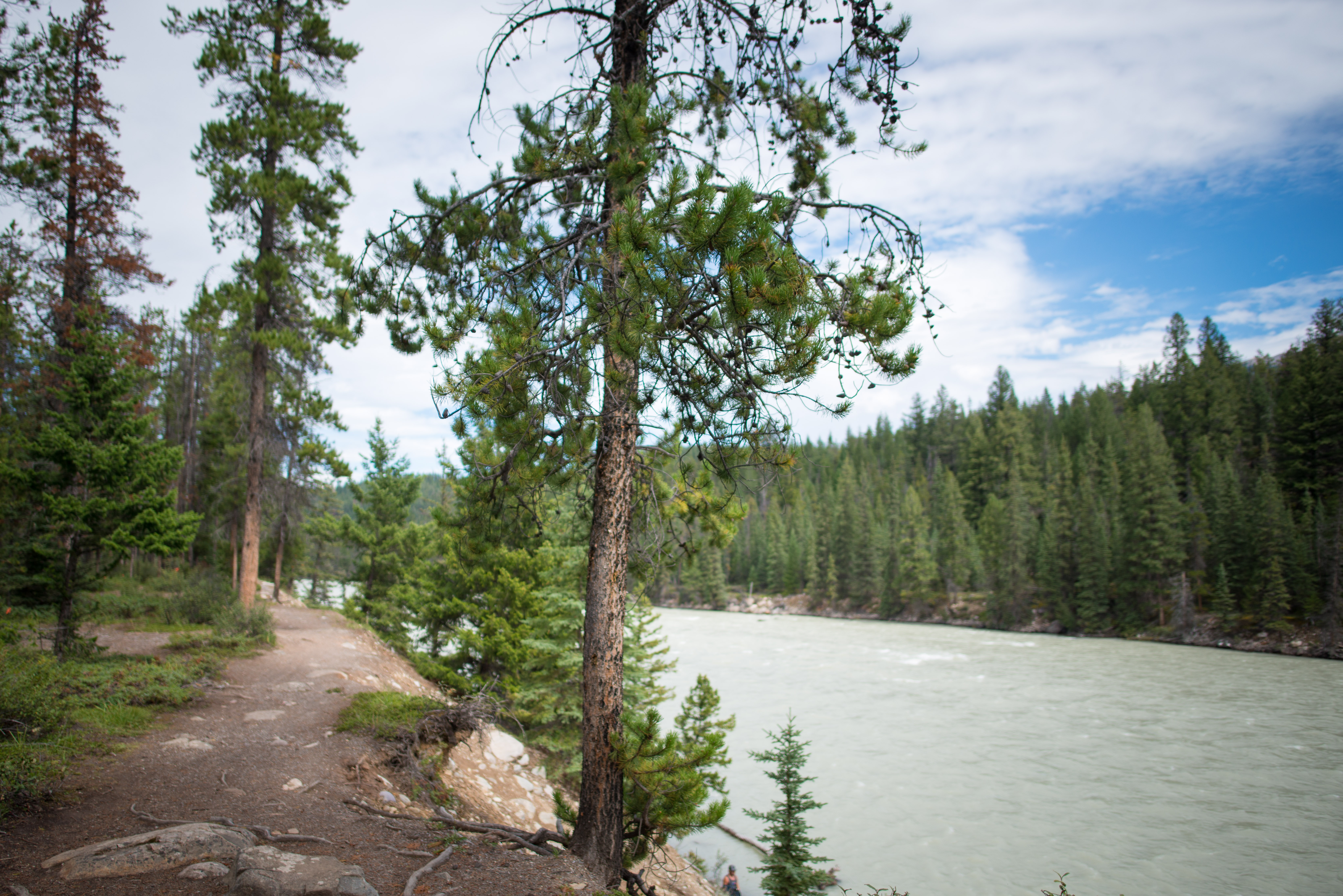 Camp at Wapiti Campground, Jasper NP, Jasper, Alberta