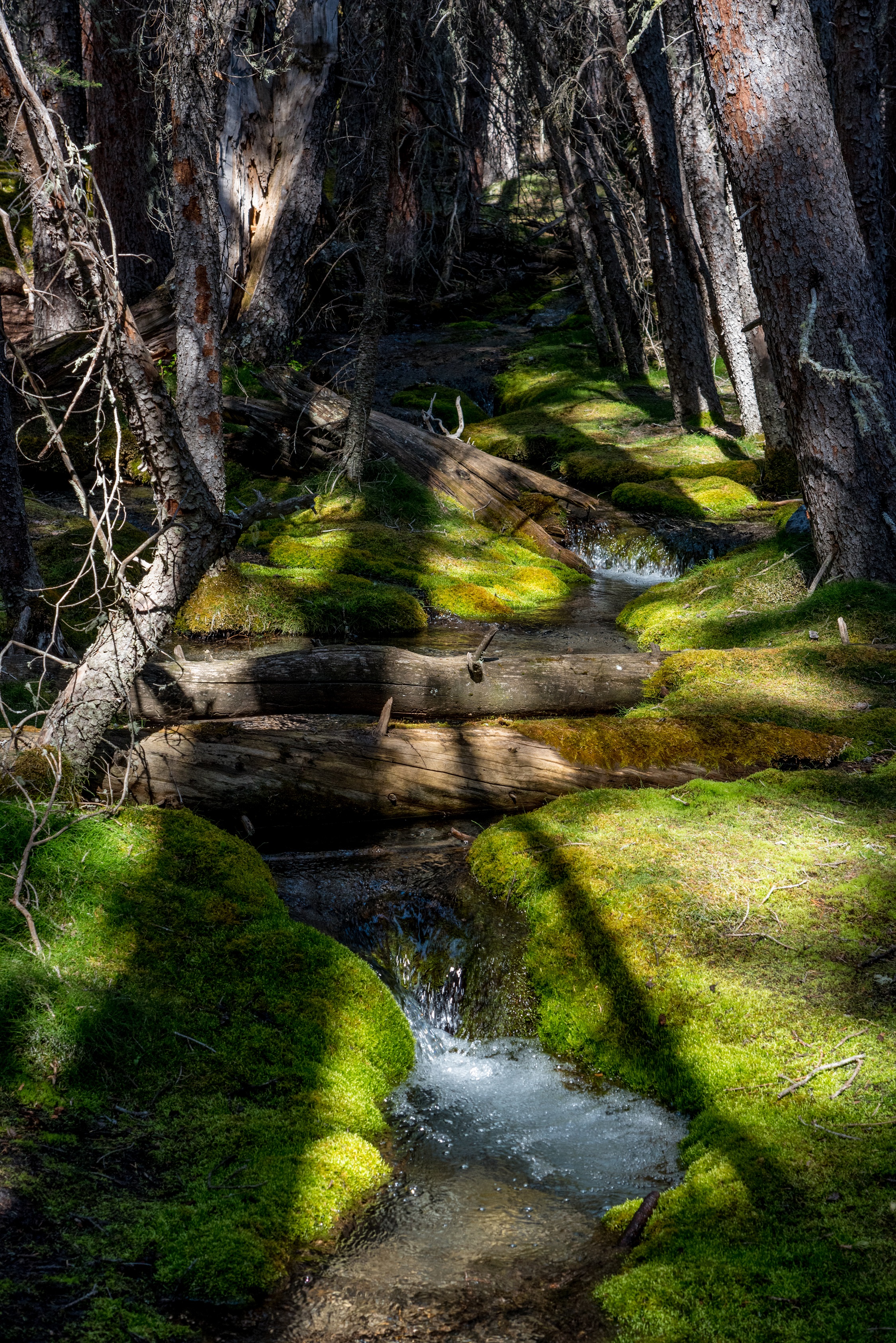 Photo of Hike Spencer Creek