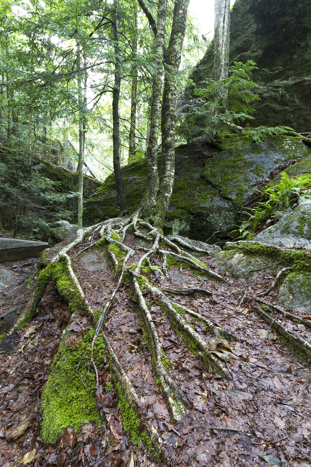 Photos: Pulpit Rock Conservation Area Loop, Bedford, New Hampshire