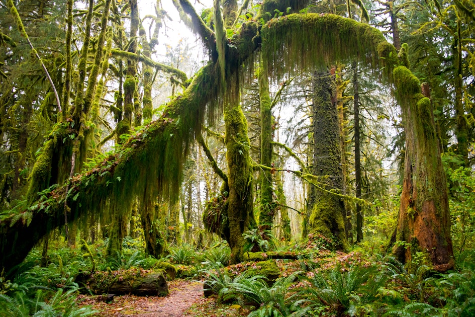 Walk along the Maple Glade Rain Forest Trail, Quinault Rain Forest ...
