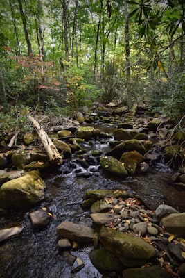 Backpack to Spence Field , Anthony Creek Trailhead