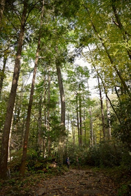 Backpack to Spence Field , Anthony Creek Trailhead