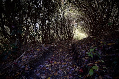 Backpack to Spence Field , Anthony Creek Trailhead