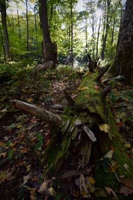 Backpack to Spence Field , Anthony Creek Trailhead