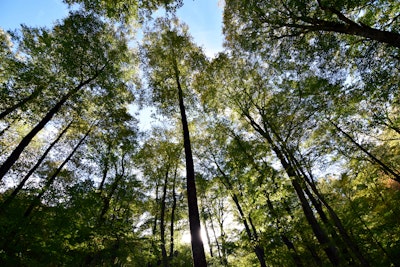 Backpack to Spence Field , Anthony Creek Trailhead