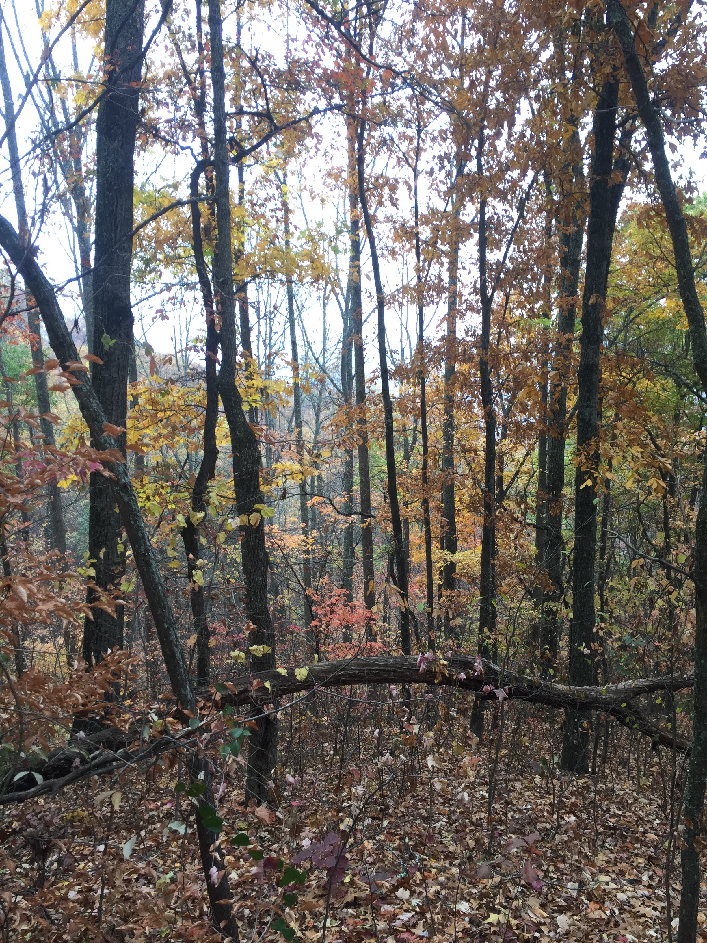Hike House Mountain, TN, Corryton, Tennessee