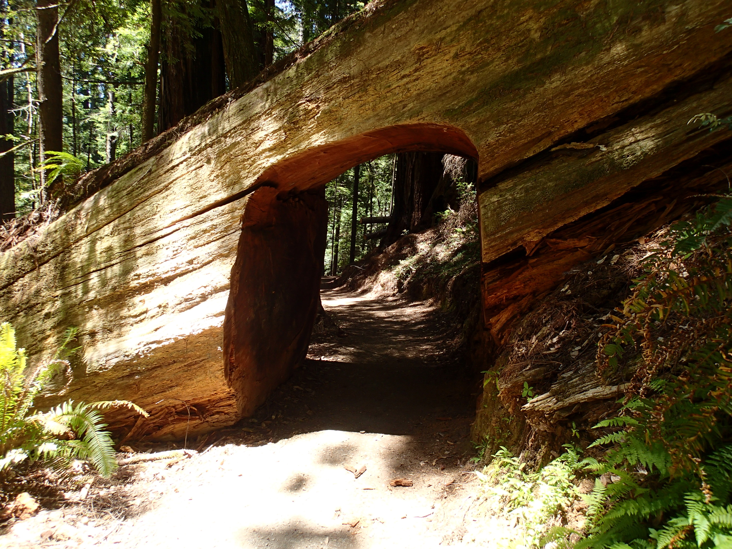 Hike the Emerald Ridge - Redwood Creek Loop, Humboldt County, California