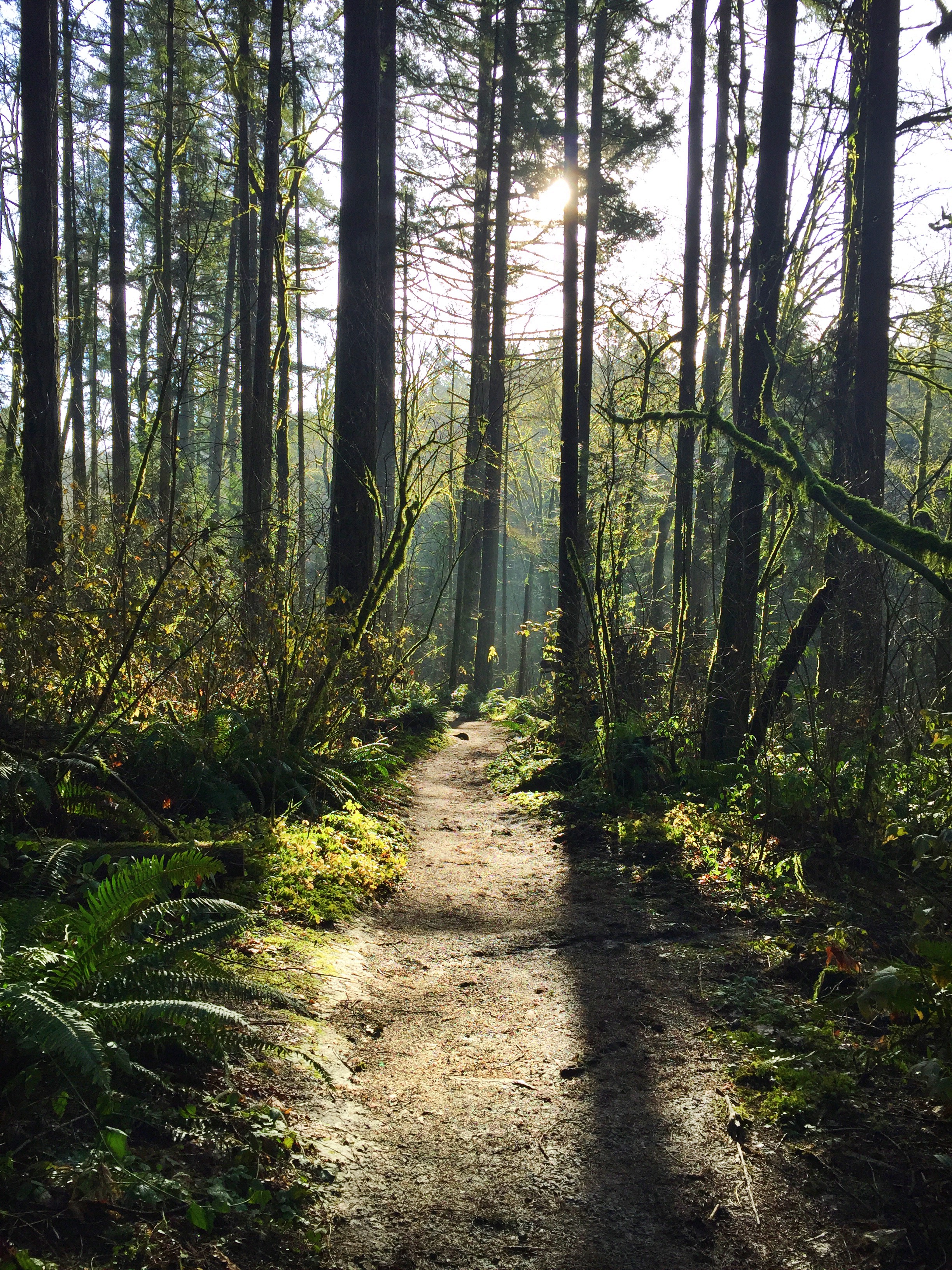 Tryon Creek Triple Bridge Loop, Portland, Oregon