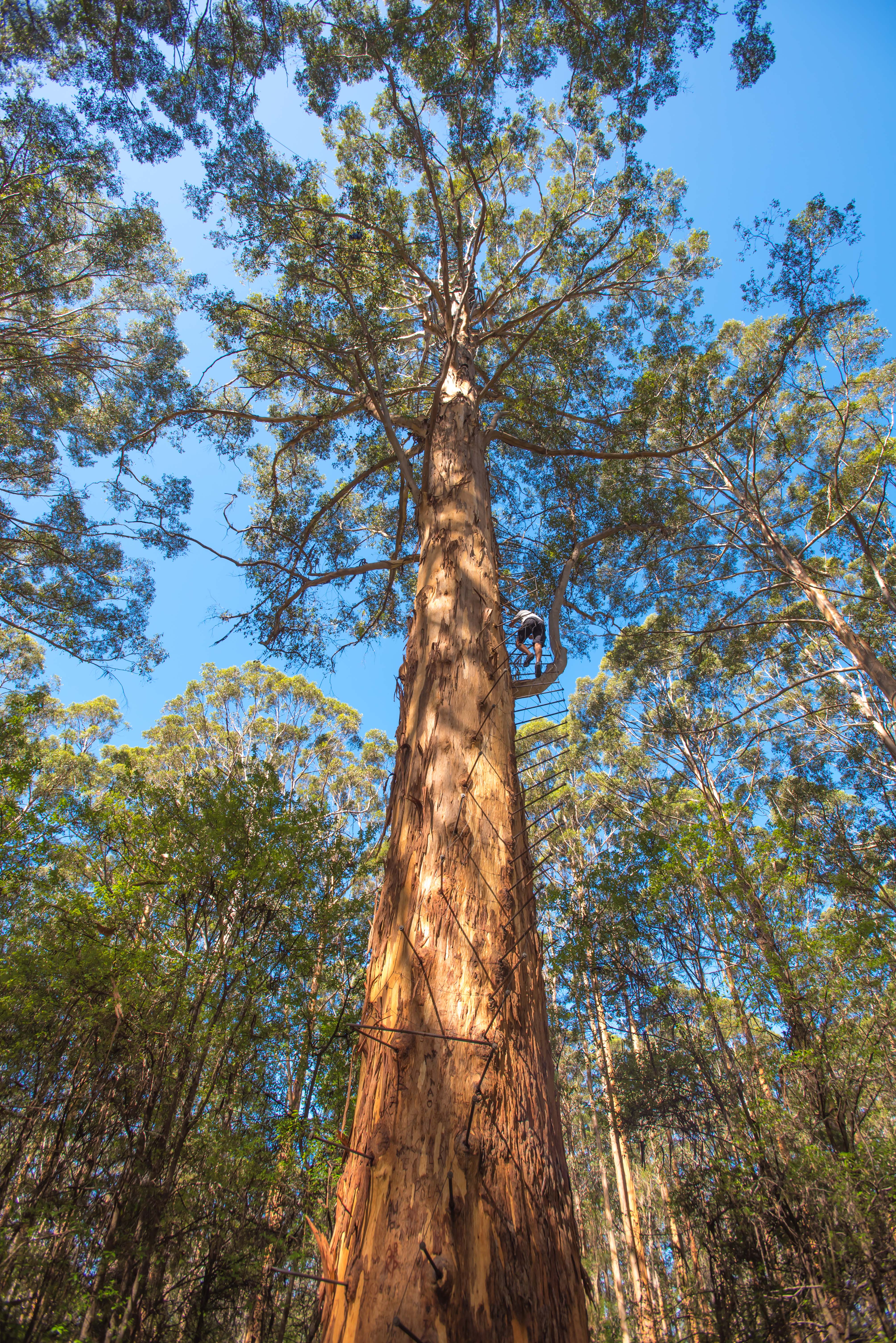 Climb Pemberton's Climbing Trees, Yeagarup, Western Australia