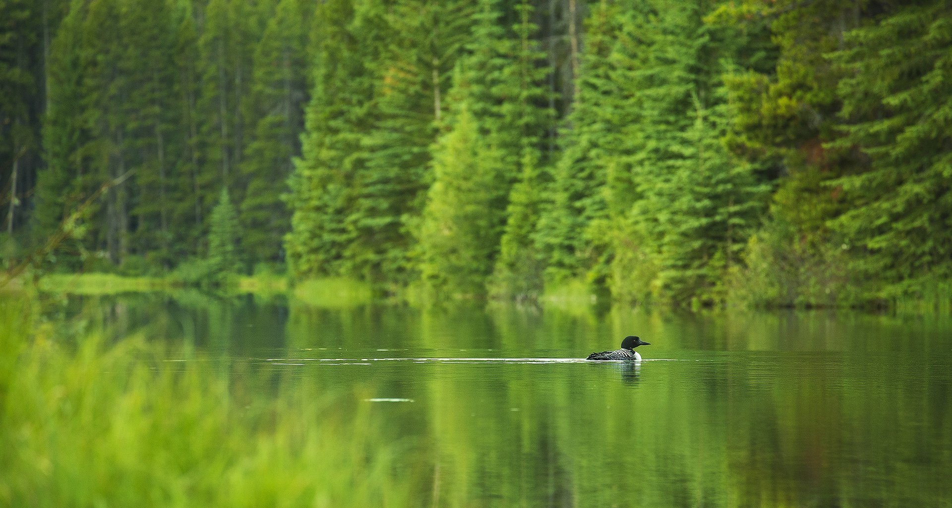 Wail of the Loon: A Pleasant Wildlife Surprise in Banff National Park