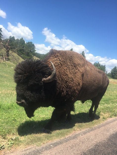 Drive the Custer State Park Wildlife Loop, South Dakota