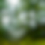 Backpack the Two Lakes Loop Trail, Hoosier NF, Two Lakes Loop Trail