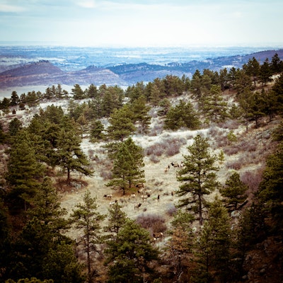 Hike the D.R. Trail in the Bobcat Ridge Natural Area, Bobcat Ridge ...