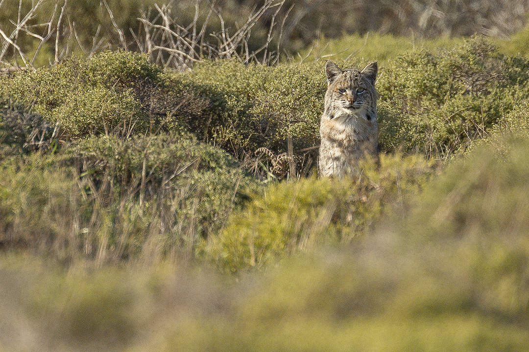 Looking For Wildlife at Point Reyes National Seashore