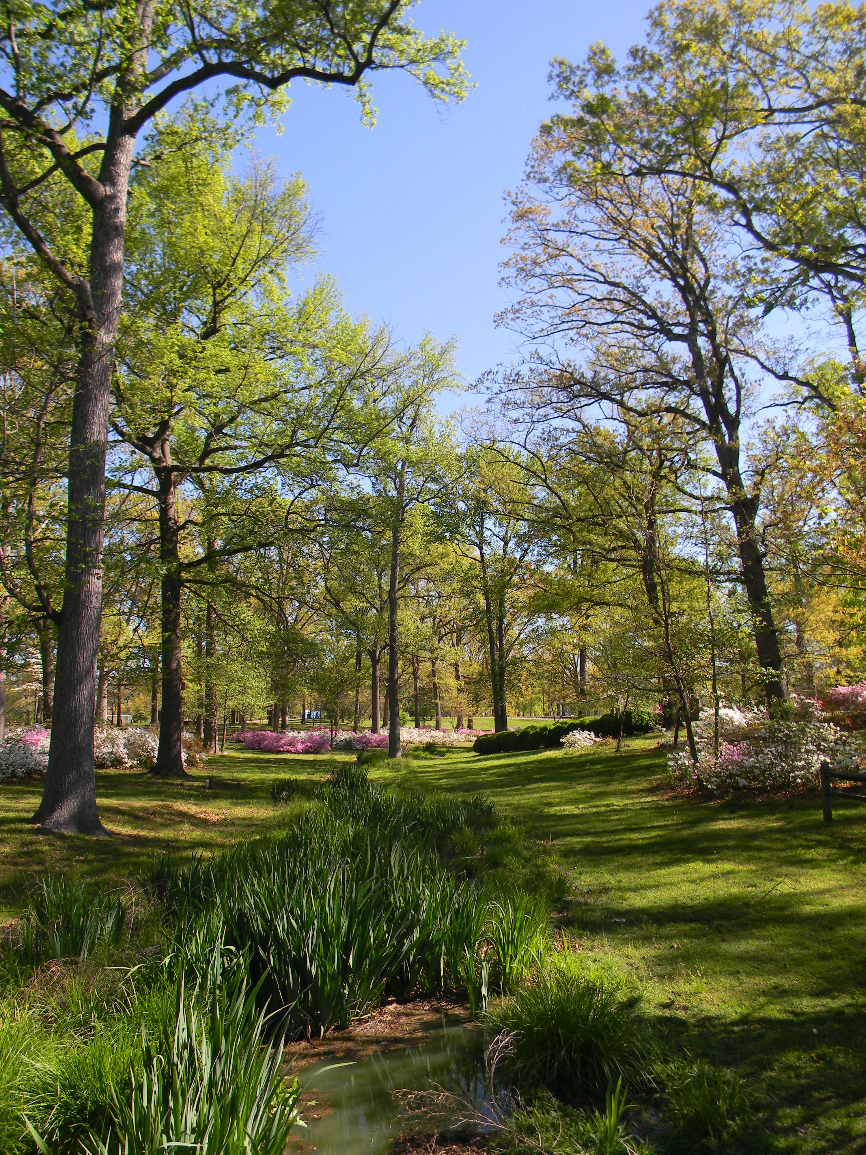 Photos: Walk the Bryan Park Azalea Gardens, Richmond, Virginia