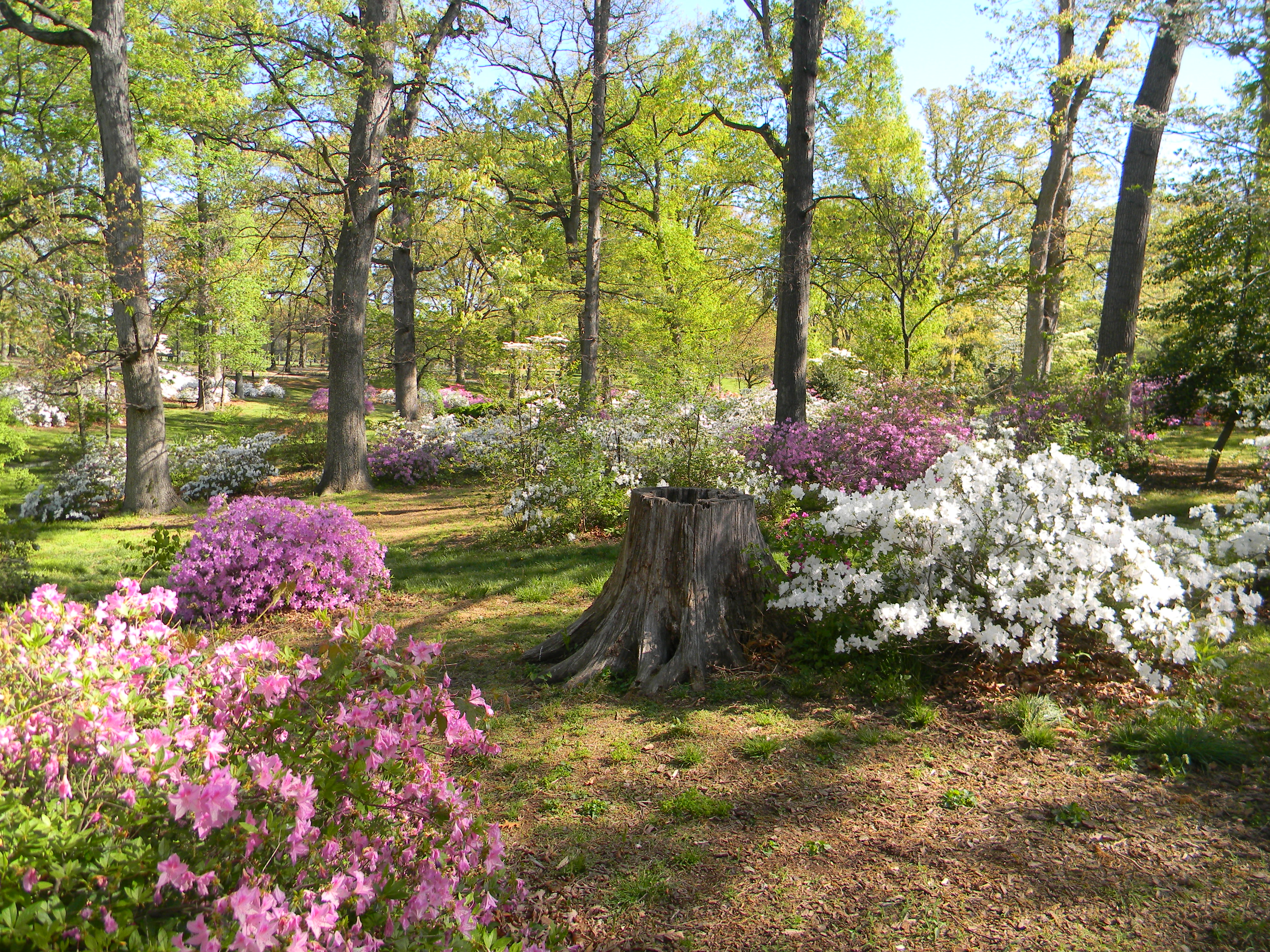 Photos: Walk the Bryan Park Azalea Gardens, Richmond, Virginia