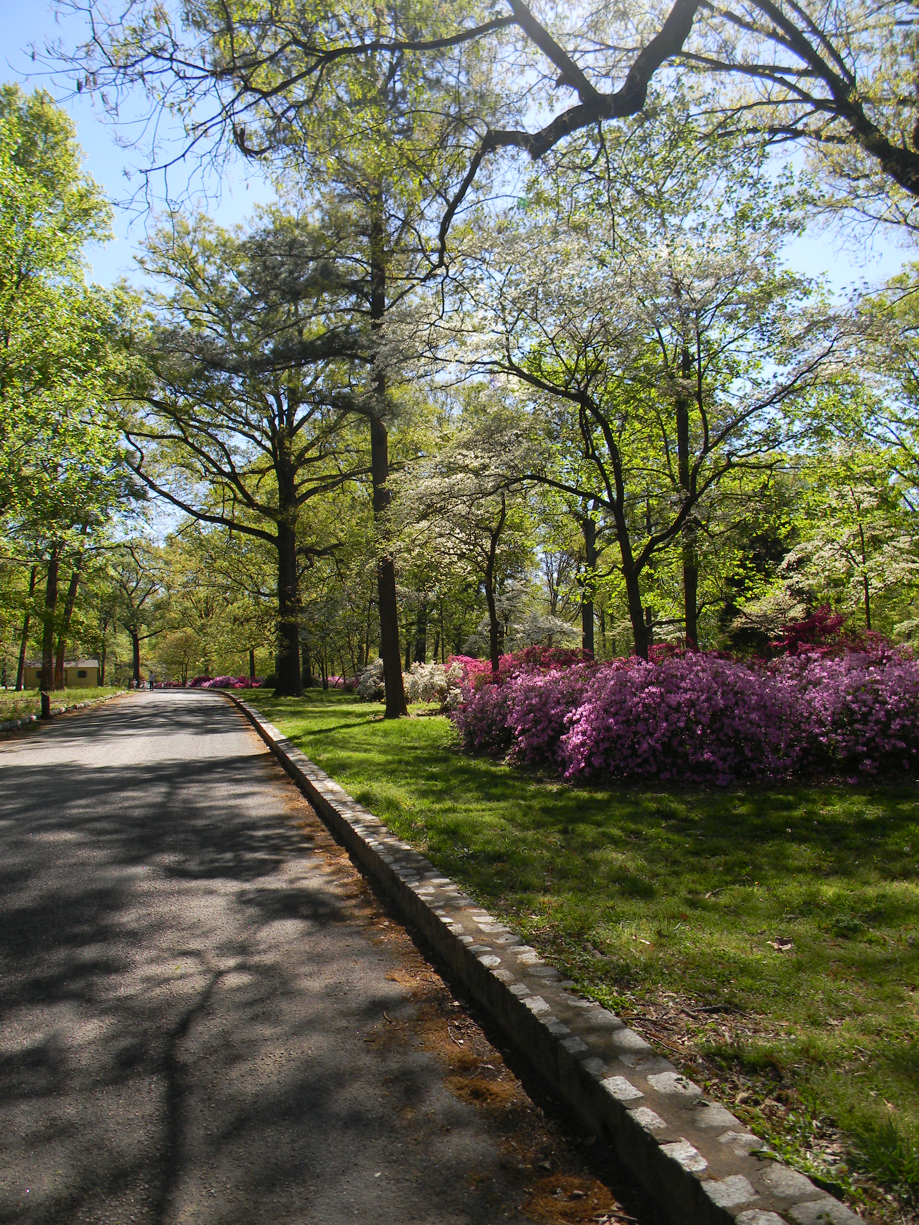 Photos: Walk the Bryan Park Azalea Gardens, Richmond, Virginia