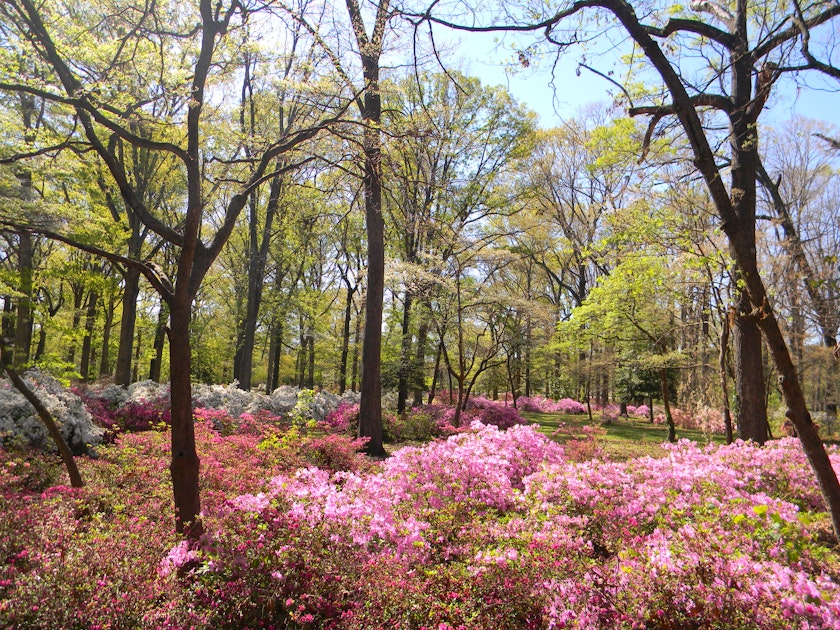 Walk the Bryan Park Azalea Gardens, Richmond, Virginia