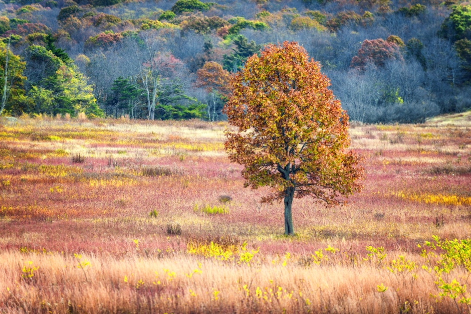 Hike Big Meadows , Virginia