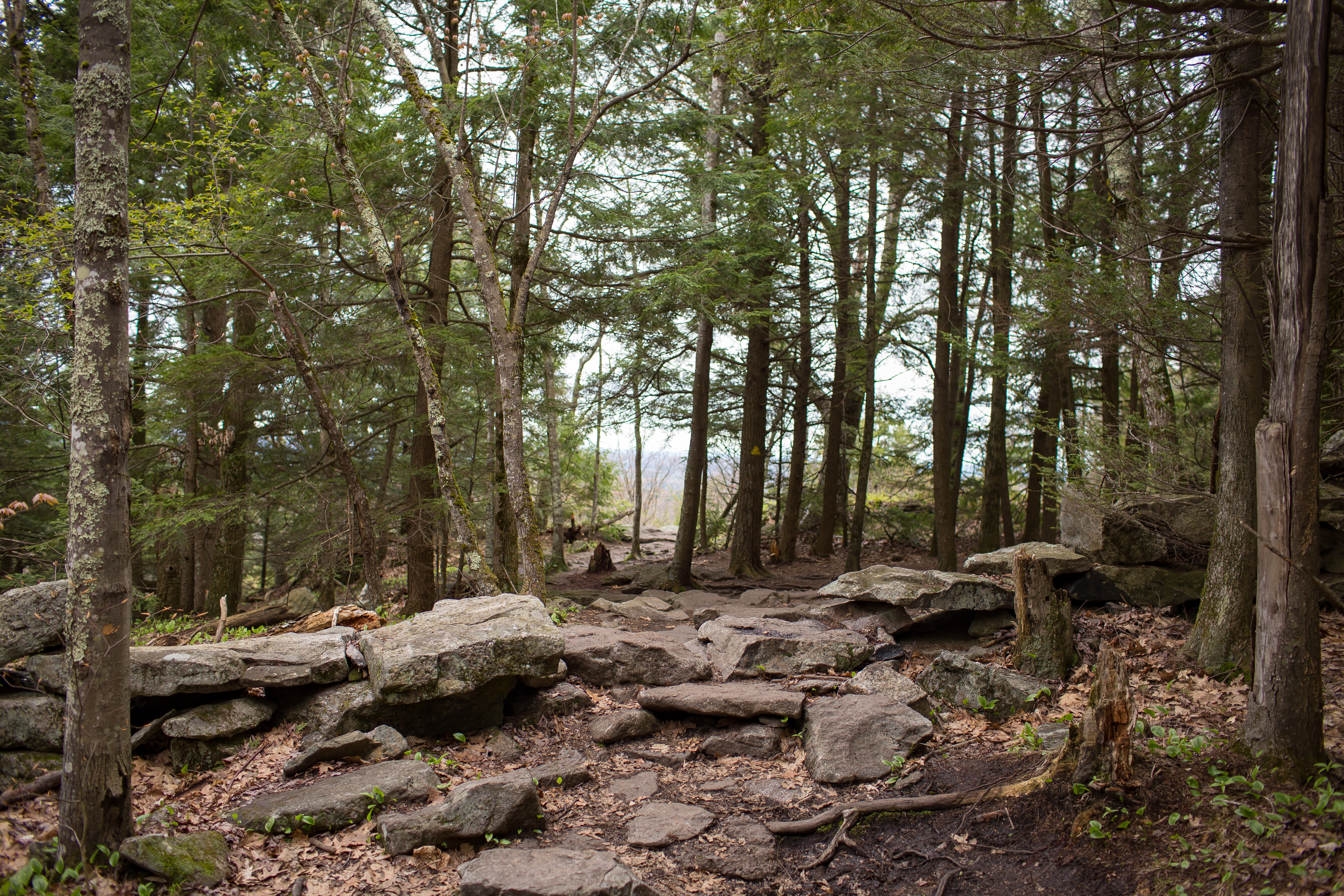 Photos: Summit Mount Watatic via the Wapack Trail, Ashburnham ...