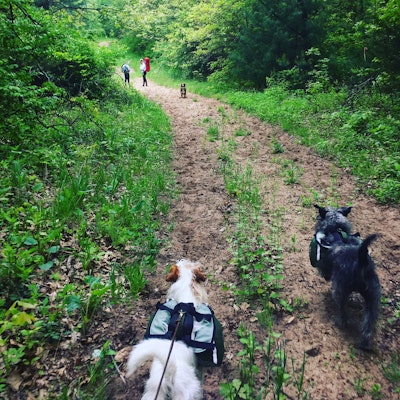 Backpack the Yellow Trail at Sand Ridge State Forest, Sand Ridge State ...