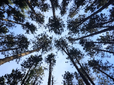 Backpack the Yellow Trail at Sand Ridge State Forest, Sand Ridge State ...