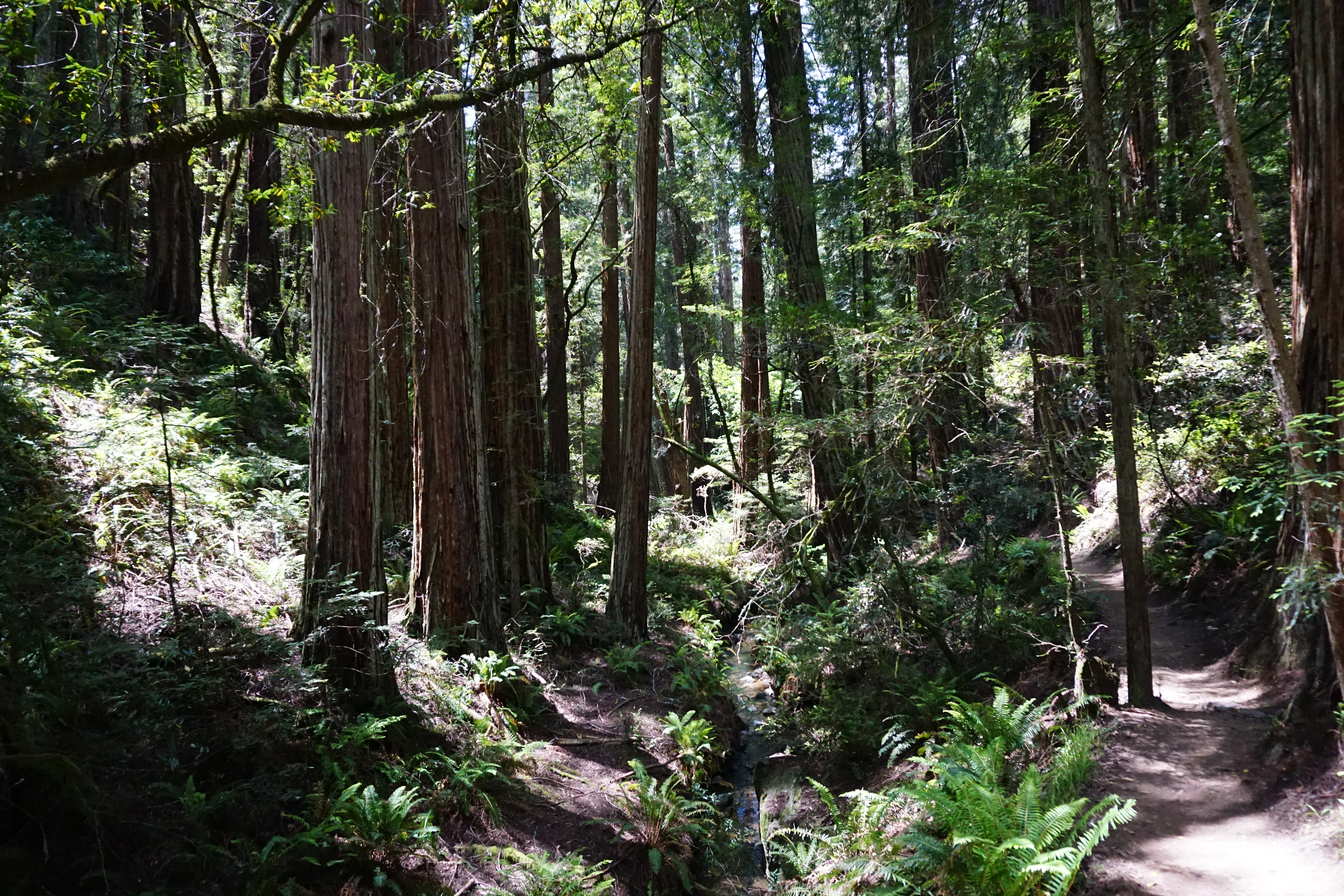 Steep Ravine and Bootjack Trails Loop, Mill Valley, California