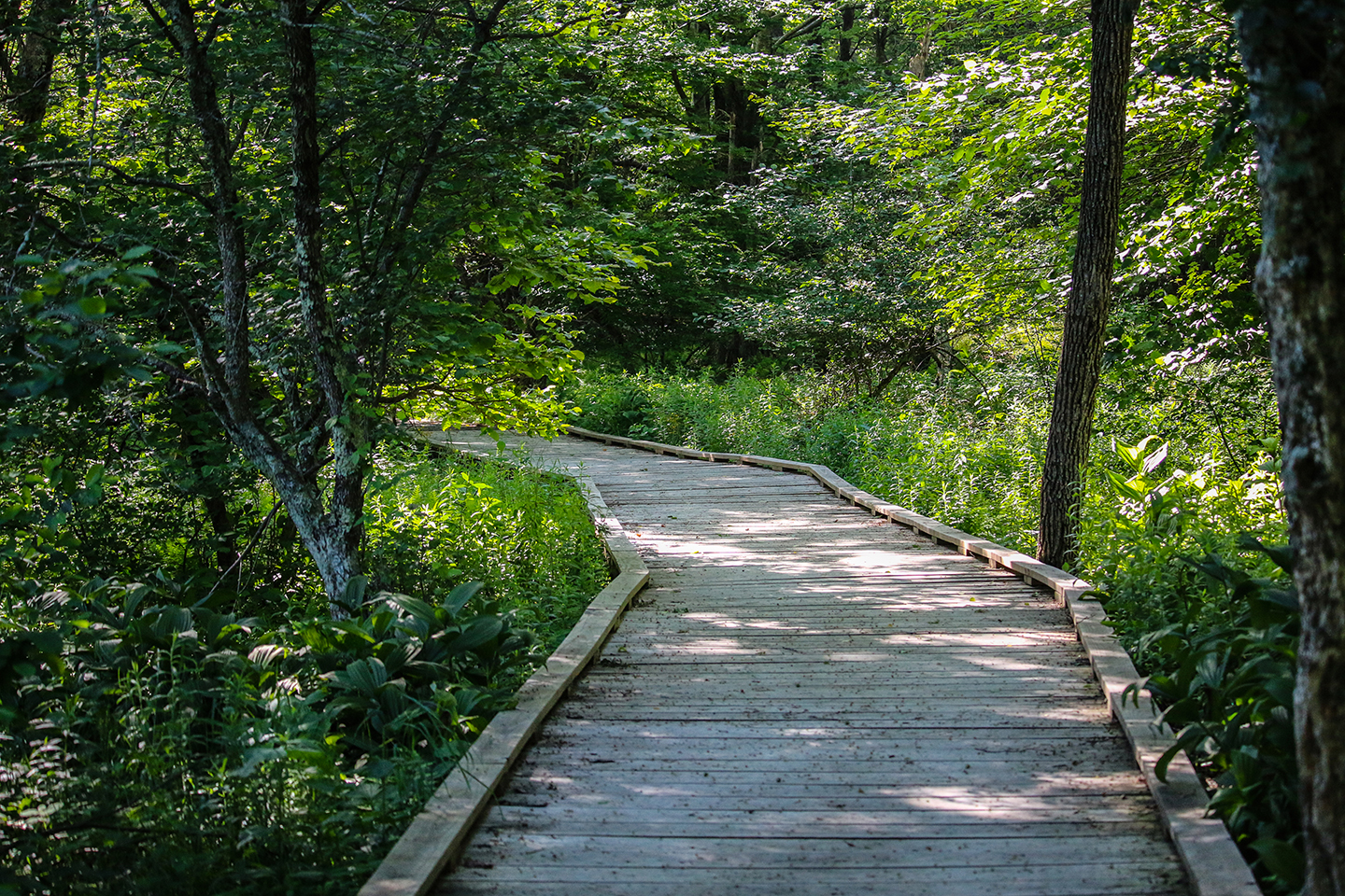 Photo of Hike Limberlost Trail in Shenandoah National Park
